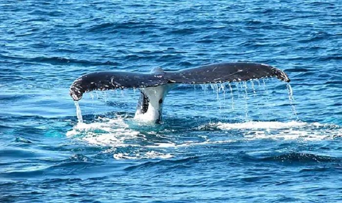 87 Injured After High-speed Boat Collides With 'Marine Creature' in ...