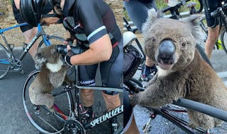Koala Latest News Videos And Photos On Koala India Com News