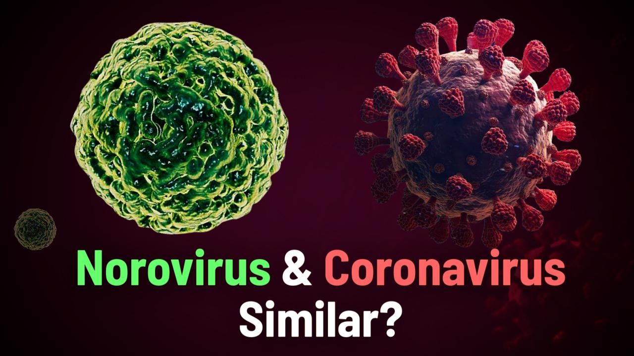 Norovirus : Latest News, Videos and Photos on Norovirus - India.Com News