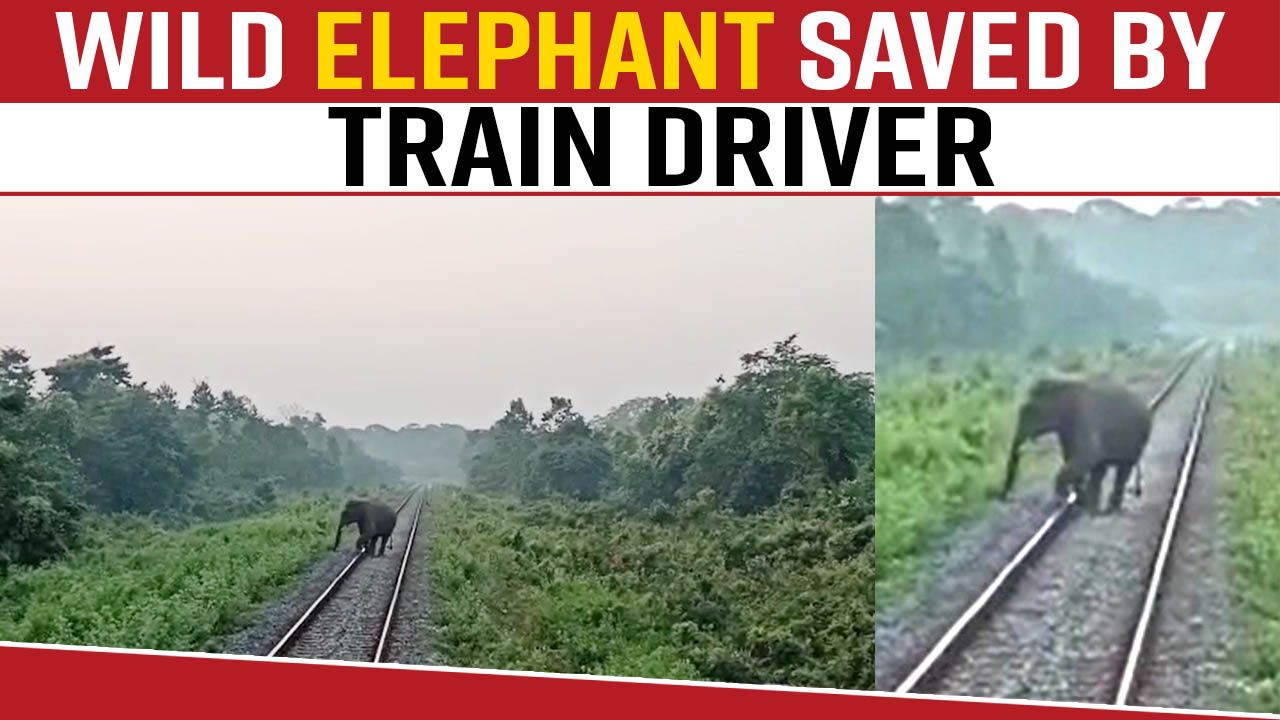 Elephant On Railway Track : Latest News, Videos and Photos on Elephant ...