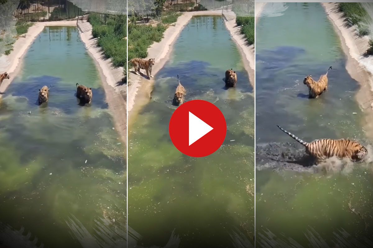 Tigers Videos Chasing Its Prey
