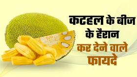 Jackfruit Seeds News in Hindi, Latest Jackfruit Seeds News | India.Com News
