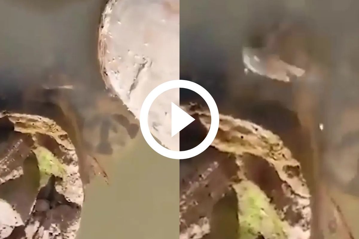 Giant Green Anaconda Attack