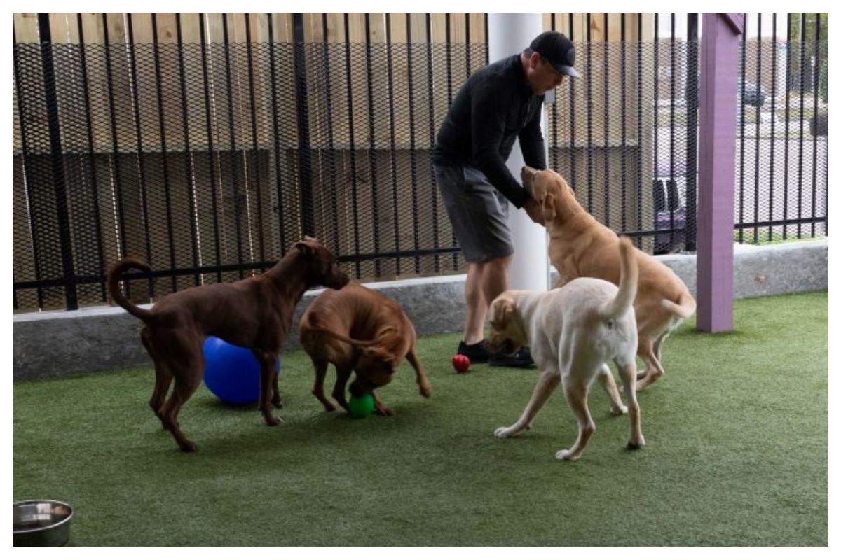 Dog Attacks On Humans