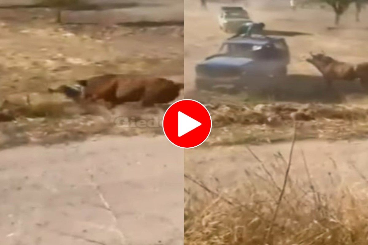 Animals Attacking Cars