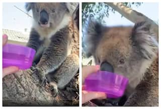 Koala Latest News Videos And Photos On Koala India Com News