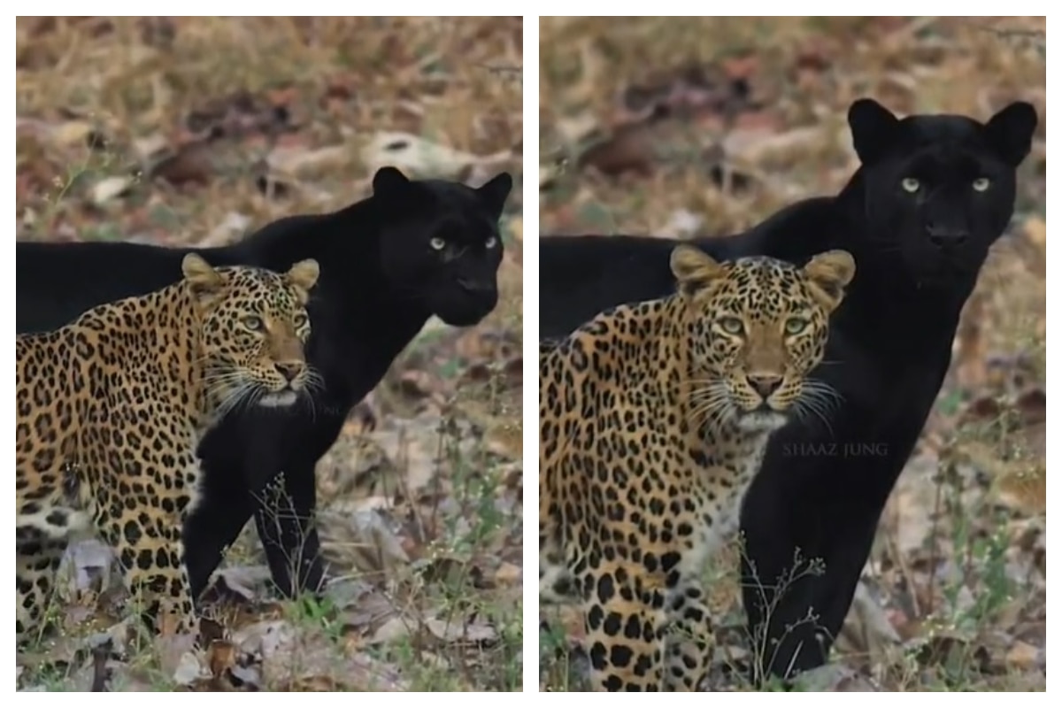 Black Jaguar Vs Black Leopard