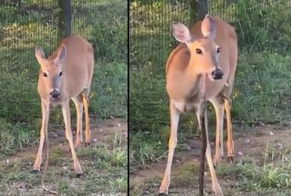 Deer : Latest News, Videos and Photos on Deer - India.Com News