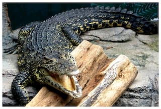 Alligator : Latest News, Videos and Photos on Alligator - India.Com News