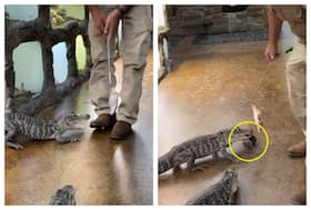 Alligator : Latest News, Videos and Photos on Alligator - India.Com News