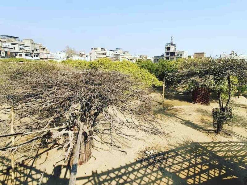 Banke Bihari Temple To Nidhivan: 5 Best Places To Visit In Vrindavan