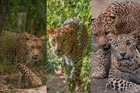 Leopard Rescue : Latest News, Videos and Photos on Leopard Rescue ...