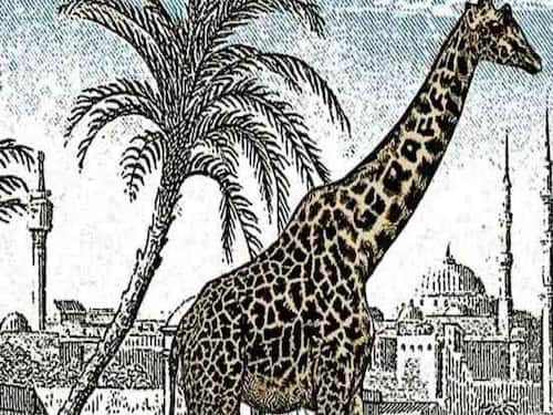 Kahan Chipa Hai Dusra Giraffe Photos: Latest News, Trending Topics ...