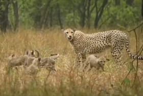Cheetah : Latest News, Videos and Photos on Cheetah - India.Com News