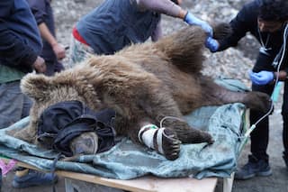 Bear : Latest News, Videos and Photos on Bear - India.Com News