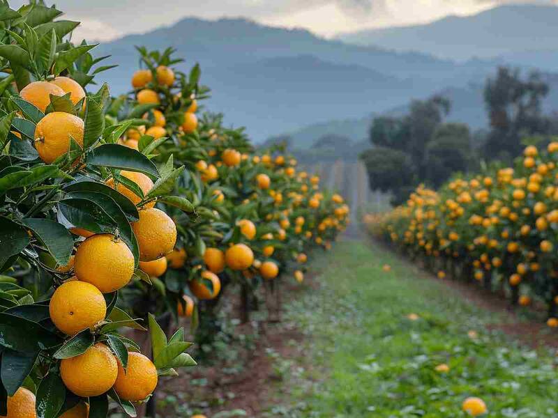 Discover 7 Most Fascinating Facts One Should Know About Mirik Of West ...