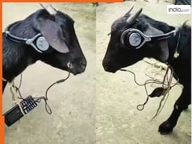 Bakri Ko Sunaya Gana News in Hindi, Latest Bakri Ko Sunaya Gana News ...