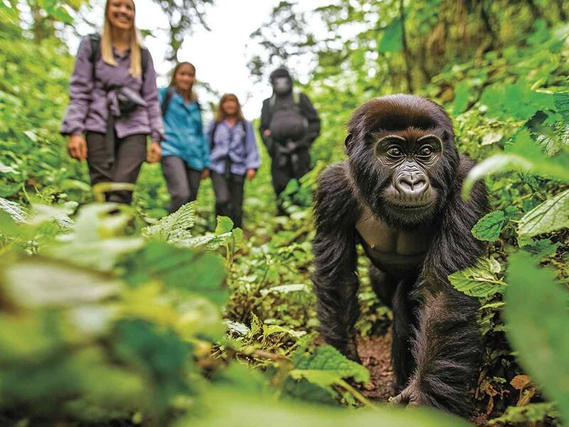 10 Safari Destinations In The World For Unforgettable Wildlife Adventures!