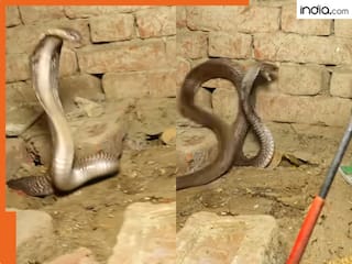Naag Nagin News in Hindi, Latest Naag Nagin News | India.Com News