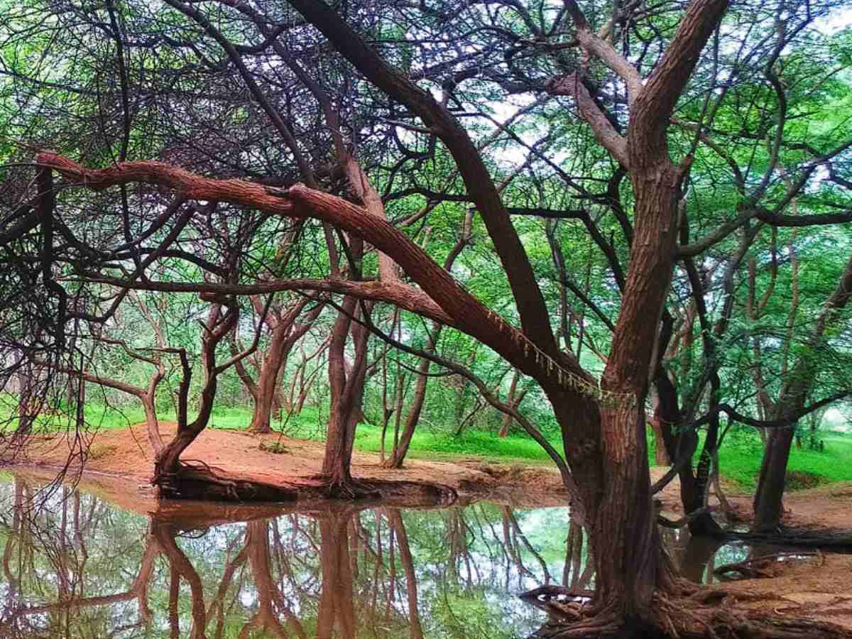 Why Delhi Ridge Is Considered The ‘Lungs Of Delhi’ – Find Out Now!