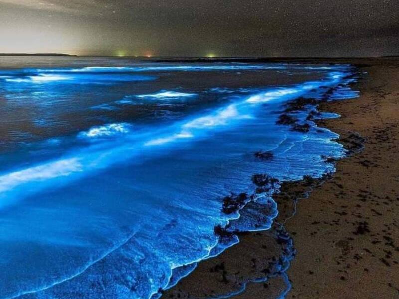 Explore The Magic Of Bioluminescent Waters Close To Goa