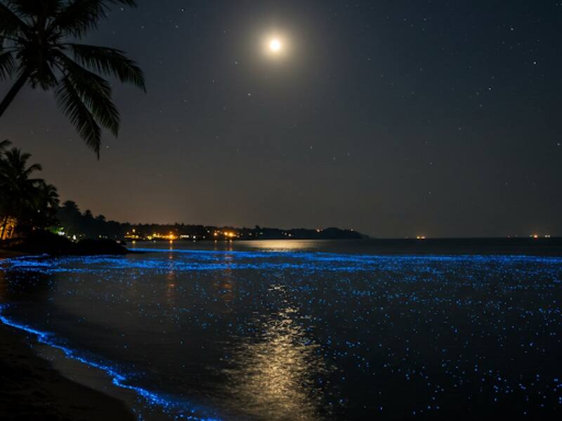 Explore The Magic Of Bioluminescent Waters Close To Goa