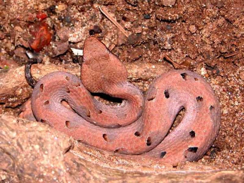 Top 7 National Parks Around Thiruvananthapuram For Wildlife Safaris