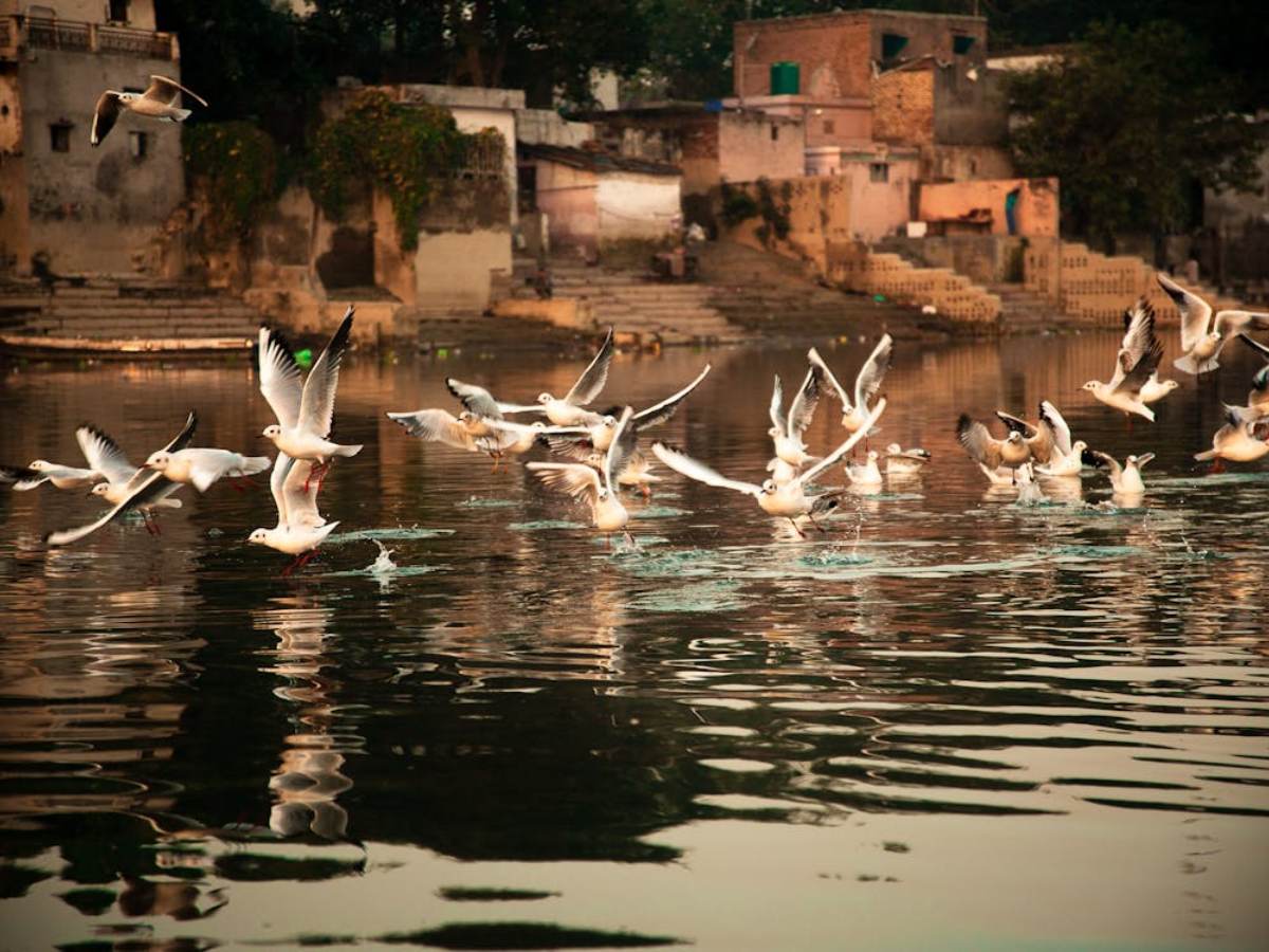 7 Best Birdwatching Spots Near Delhi For Nature Lovers