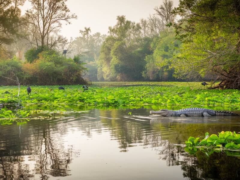 The Hidden Crocodile Swamps Near Bengaluru – A Close Encounter With Nature