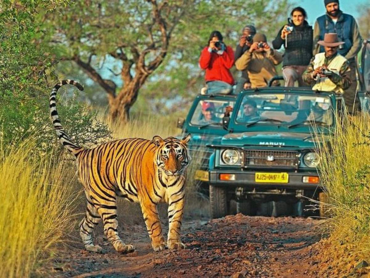 7 Must-Visit Wildlife Safaris Near Bengaluru For Adventure Seekers