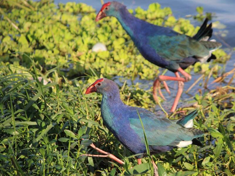 Explore 6 Unique Birdwatching Sites In Jaipur Today