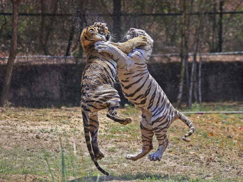 Top 7 Camping Spots Near Jaipur For Nature Enthusiasts