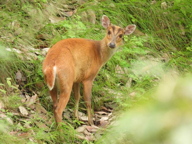 Top 7 National Parks Around Shimla City For Wildlife Safaris