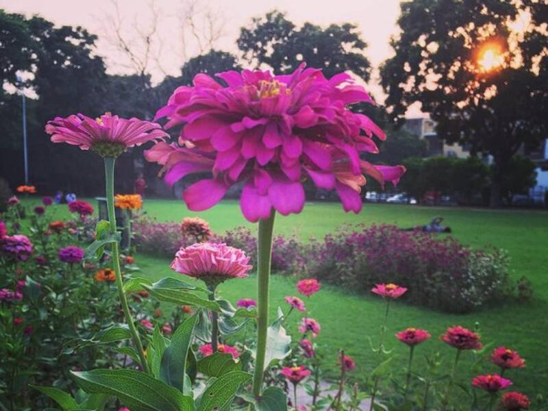 Know How To Spend A Day Exploring Goa City’s Botanical Gardens