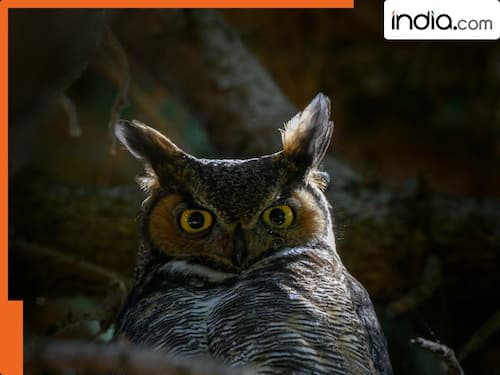 Unique Anmals Photos: Latest News, Trending Topics, Images & Pics ...