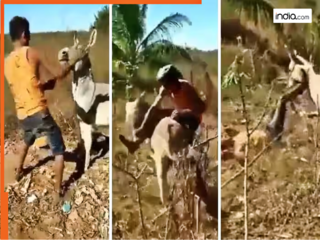 Gadha News in Hindi, Latest Gadha News | India.Com News