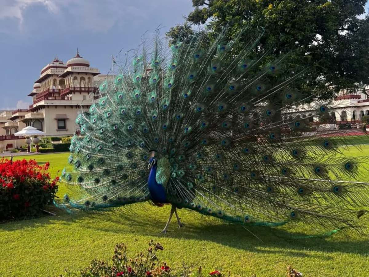 Explore 6 Unique Birdwatching Sites In Jaipur Today