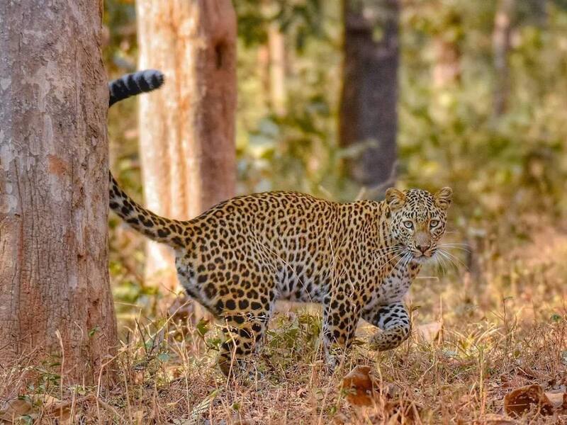 5 Incredible Wildlife Safaris Awaiting You Near Goa!
