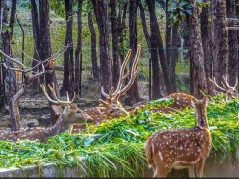 Top 5 Must-Visit Places In Dehradun This Summer