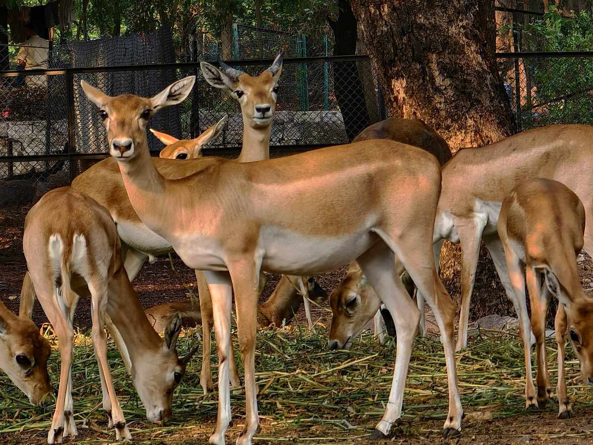 Dont Miss Out These 5 Ultimate Wildlife Safari Experience Close To ...