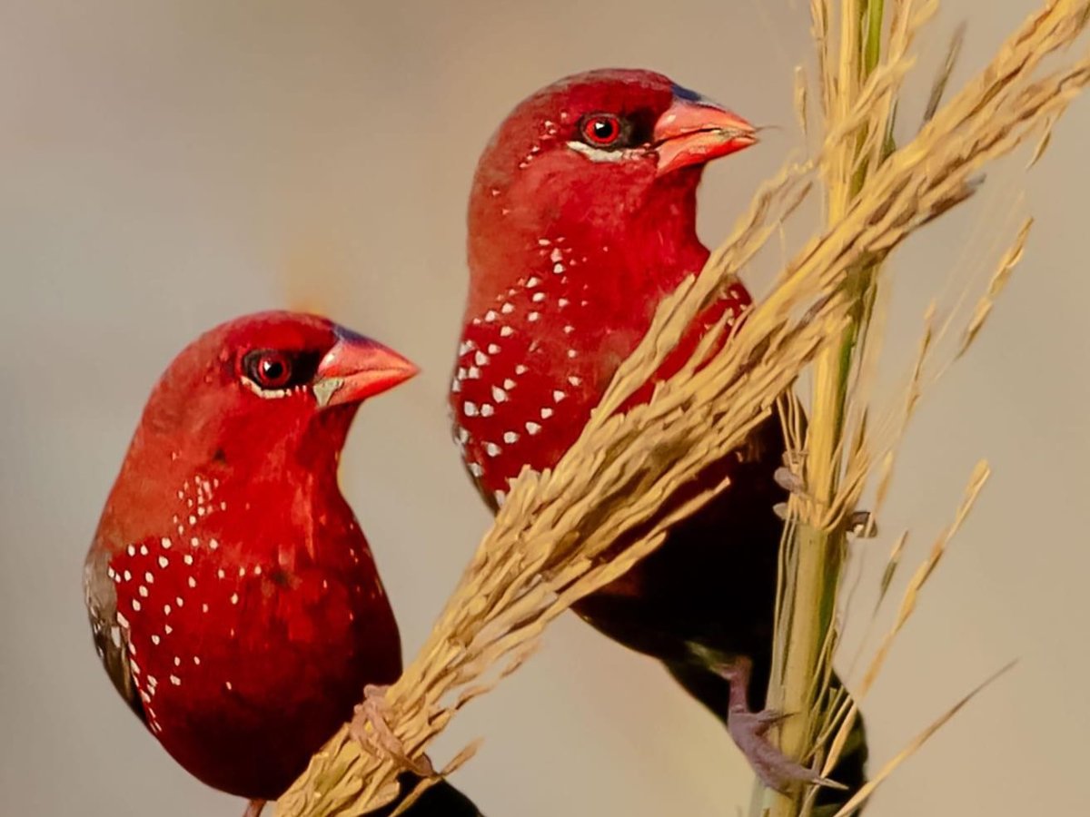 From Wetlands To Woodlands Kolkata’s 5 Best Birdwatching Zones One Must ...