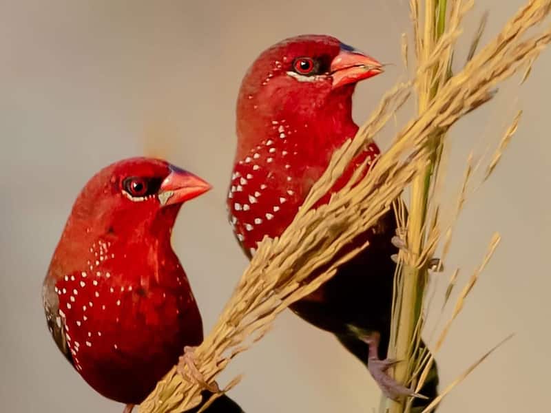 From Wetlands To Woodlands Kolkata’s 5 Best Birdwatching Zones One Must ...