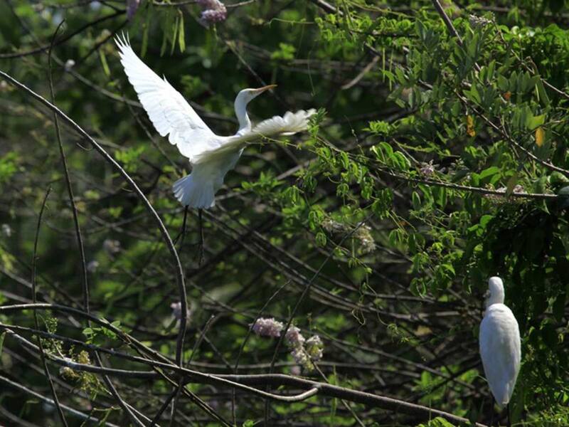 Top 6 Captivating Attractions In Kumarakom That Define Kerala’s Charm