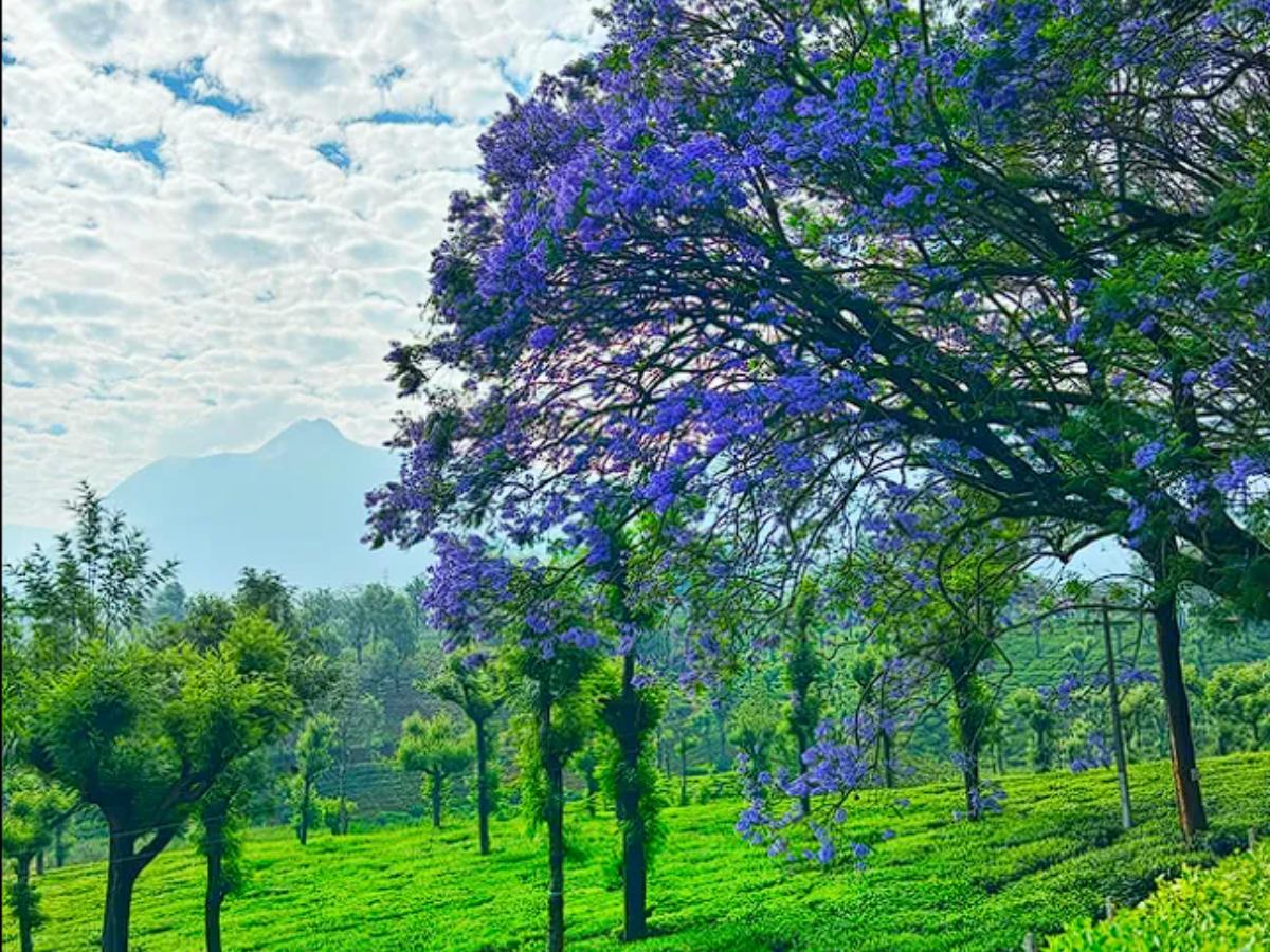 Picture-Perfect Monsoon Escapes In Coimbatore For Nature And Camera Lovers