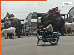 Hathi Ghode Ki Ladai News in Hindi, Latest Hathi Ghode Ki Ladai News ...