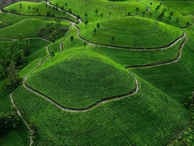 Munnar : Latest News, Videos and Photos on Munnar - India.Com News