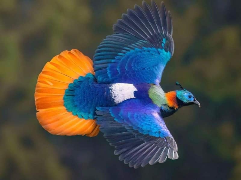 Feels Like A Fairytale: 7 Breathtaking Plants And Animals Found Only In ...