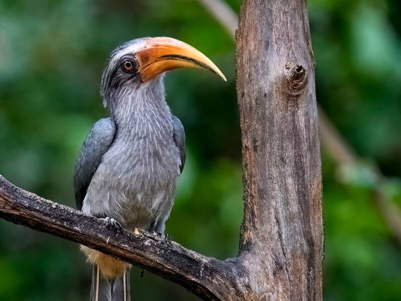 Safari Near Kochi? These 7 Spots Feel Like A Real-Life Jungle Book!