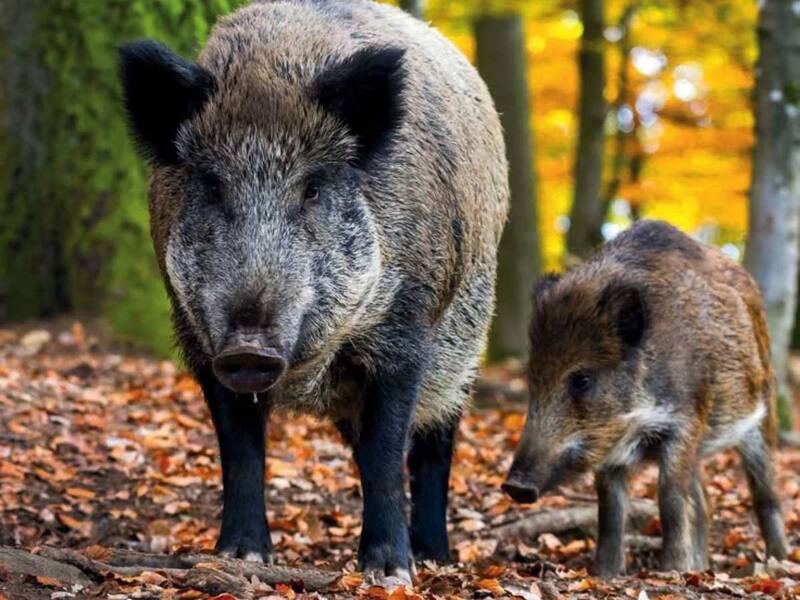 5 National Parks Near Patna So Wild, They Feel Straight Out Of Jungle Book!