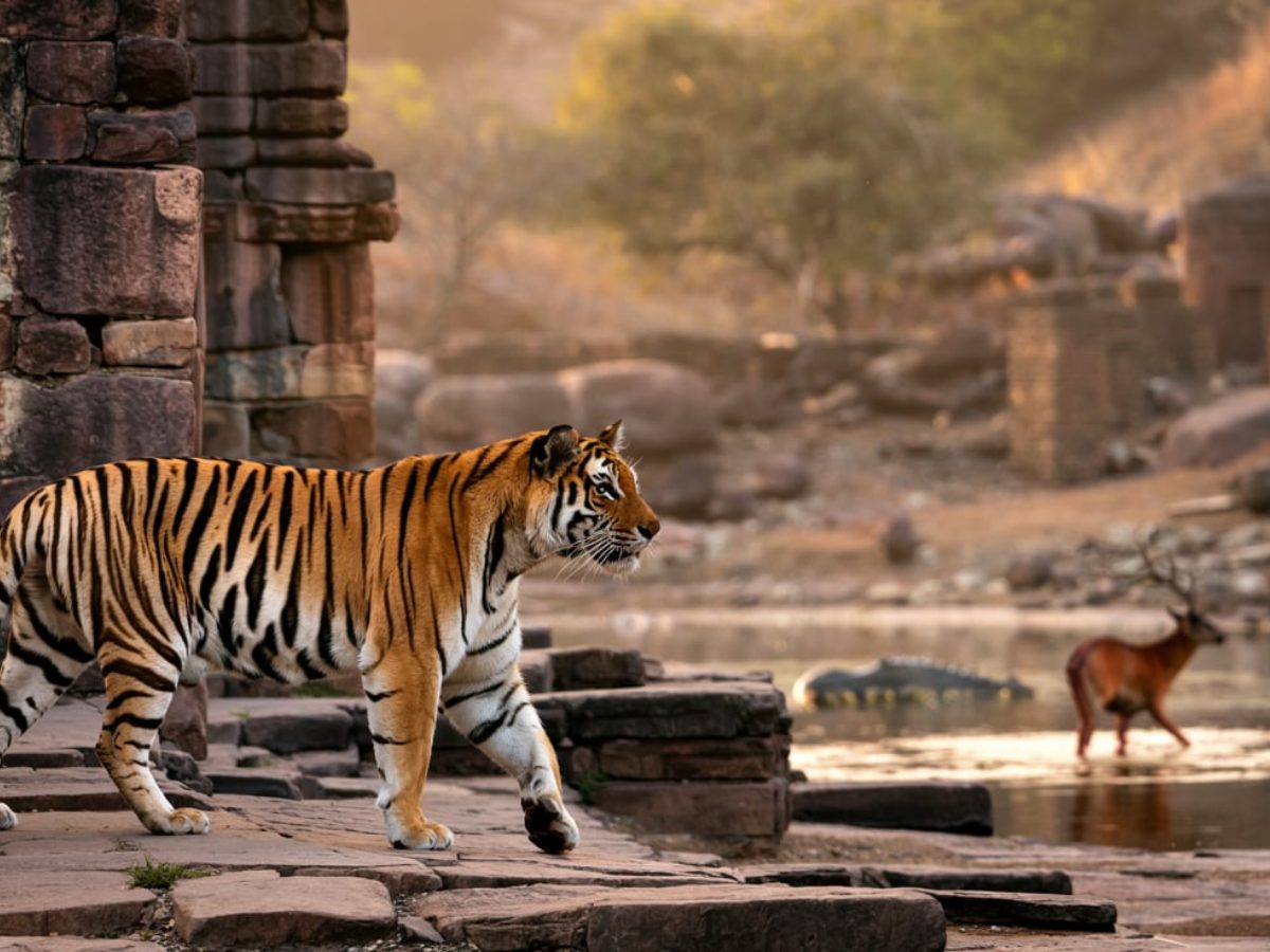 Ranthambore To Tadoba: 7 Tiger Reserves That Should Be On Your Travel ...